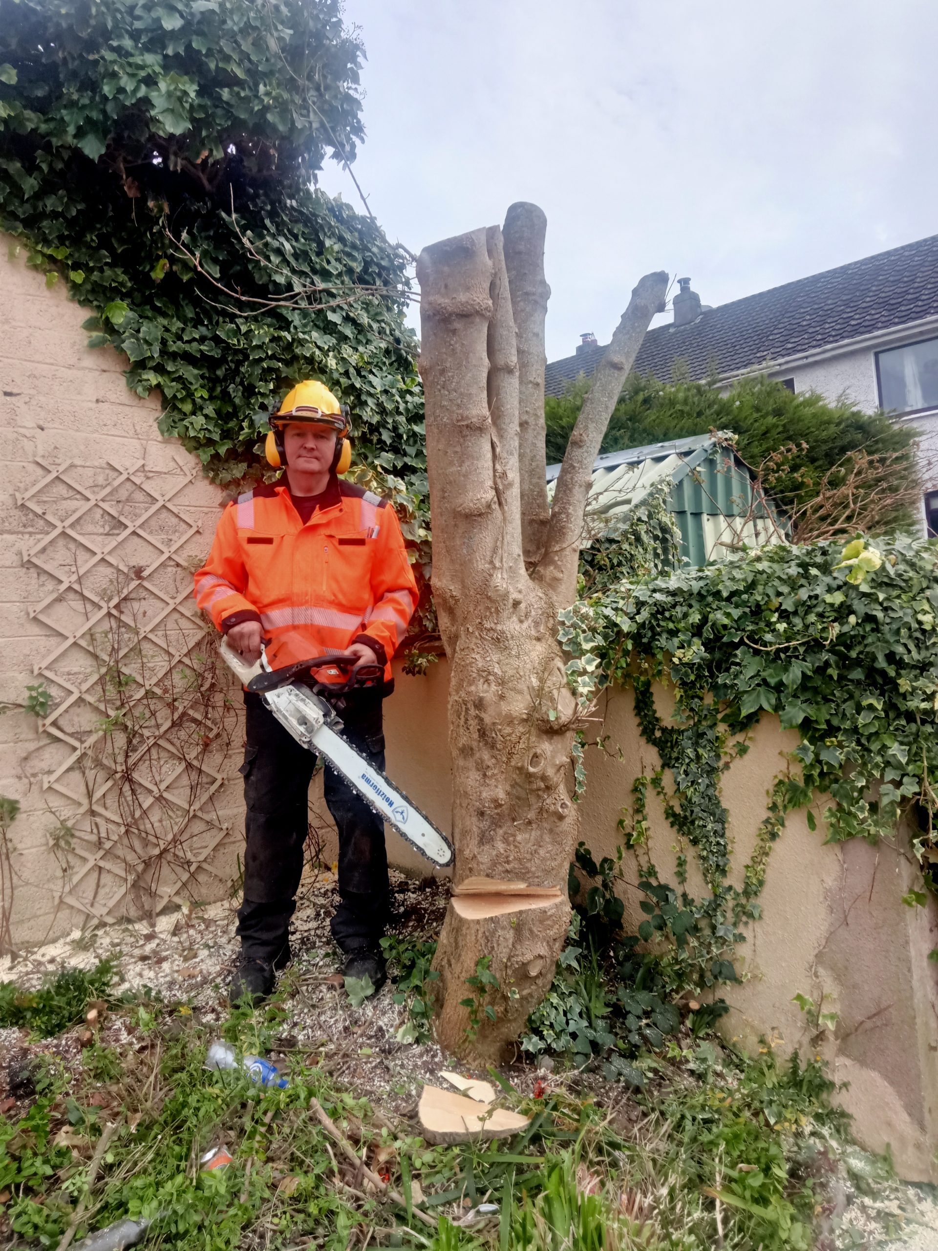 Removing a Dead Tree from Your Cork Garden: A Step-by-Step Guide - Cork ...