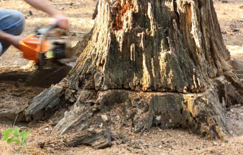 Stump Removal Cork | Bark Mulch Cork | Cork Tree Surgeons